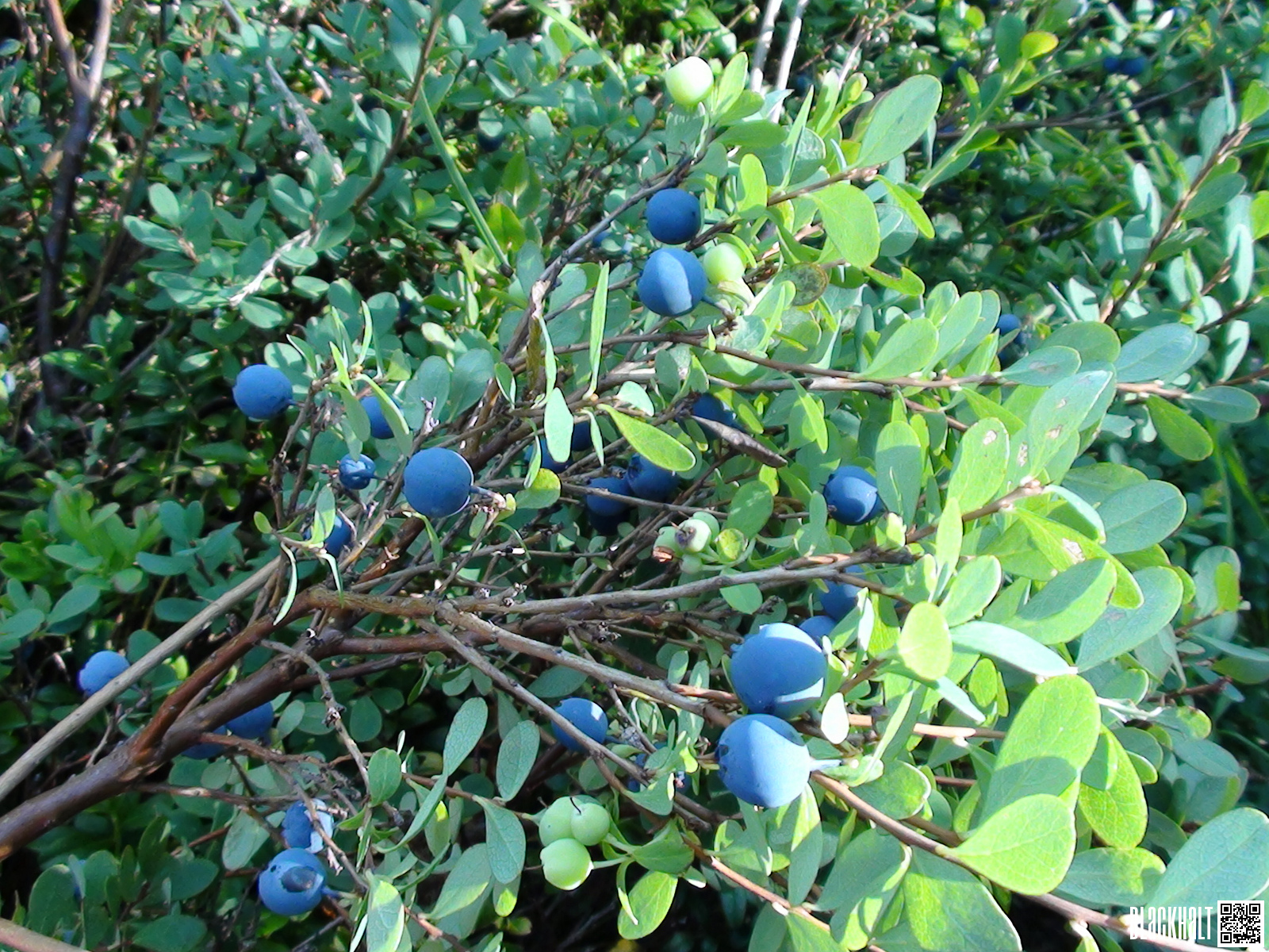 Zilenes un mellenes - PhotoBlogSite