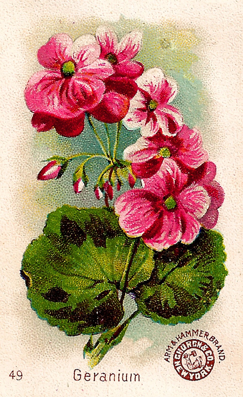 Antique Images: Printable Flower Trade Cards Geranium Wildflowers ...