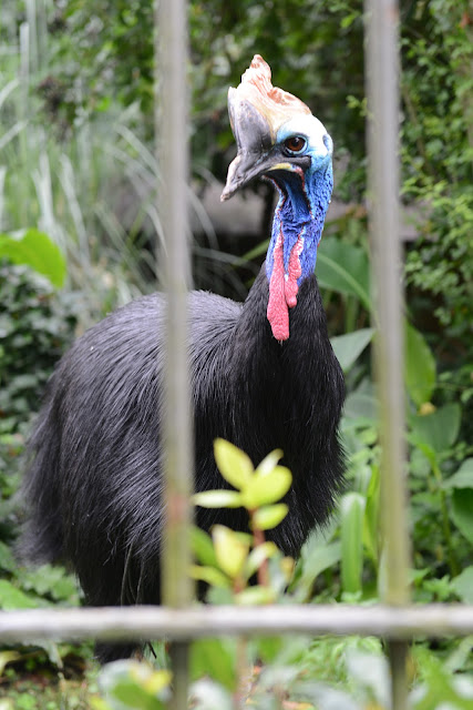 Small Animal Talk: How to survive a cassowary attack