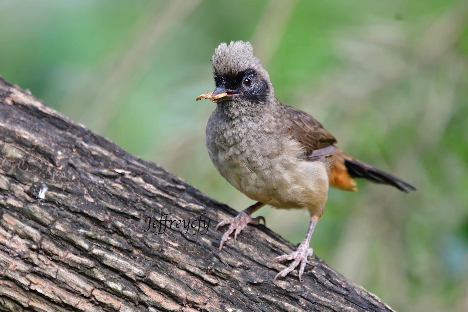 我的生態攝影集: 黑臉噪鶥, Masked Laughingthrush, Black-faced Laughingthrush ...