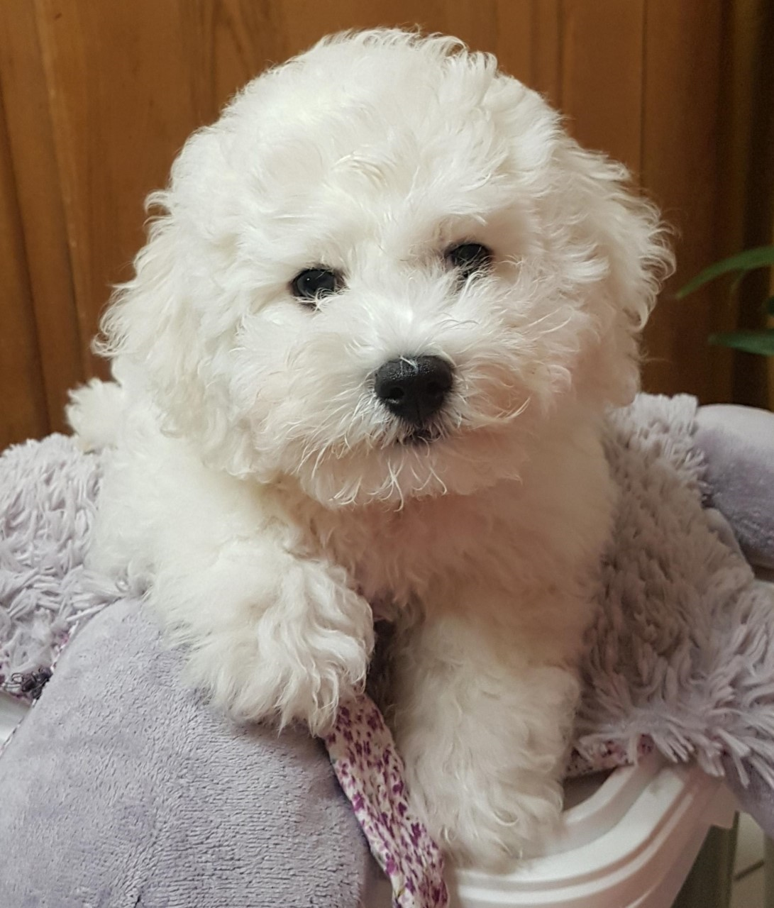 Canin Sans Famille: Oscar , bichon frisé mâle , né le 26 Aout 2018 ADOPTÉ