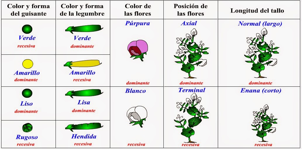 Química y Biología : Genética Mendeliana
