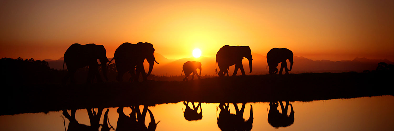 Tragač za čarobnim svetovima prirode: Priče o životinjama: Sve što (ni ...