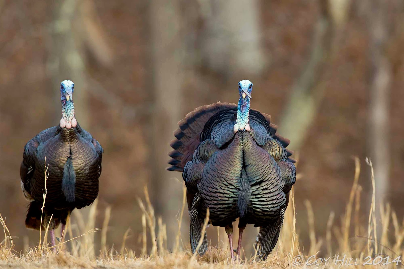 Country Captures: Strutting Their Stuff