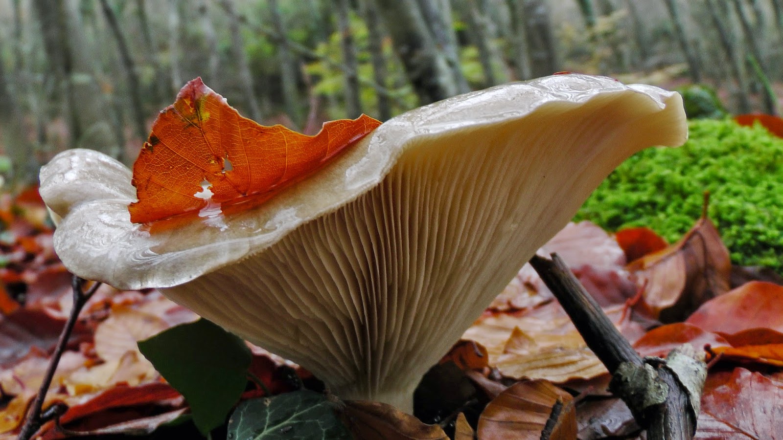 MONTES OBARENES ENTORNO Y VIDA: Pardilla. Lepista nebularis