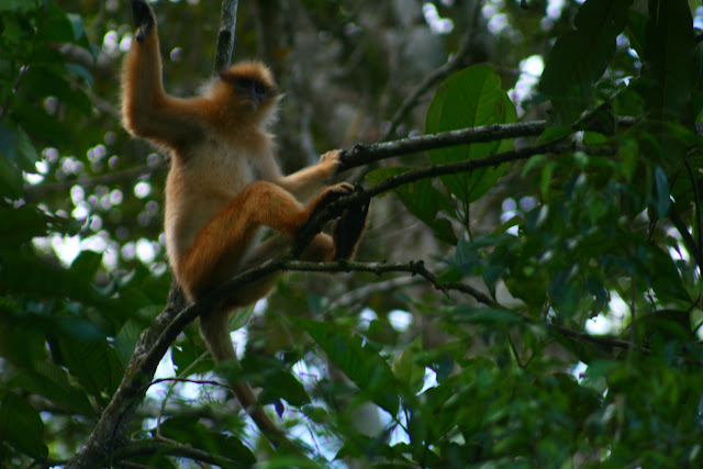 Primatepacker : Traveling mengenal primata Indonesia