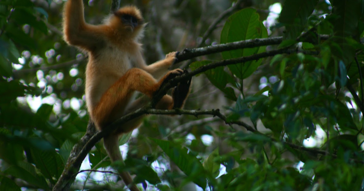 Primatepacker : Traveling mengenal primata Indonesia