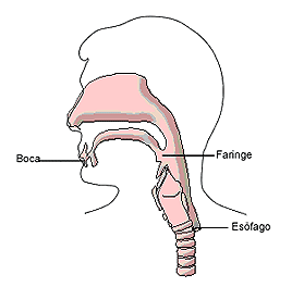 ~Sριcα[ ]sтαя : Resumen No.1 Sistema Gastrointestinal