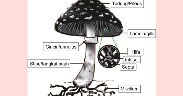 Hastuti blog: Fungi (Jamur) : Pengertian, Ciri, Struktur Tubuh, Klasifikasi