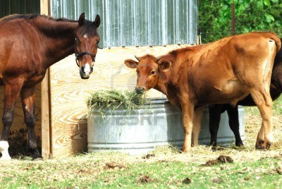 Sabías que...? : Caballo o vaca?