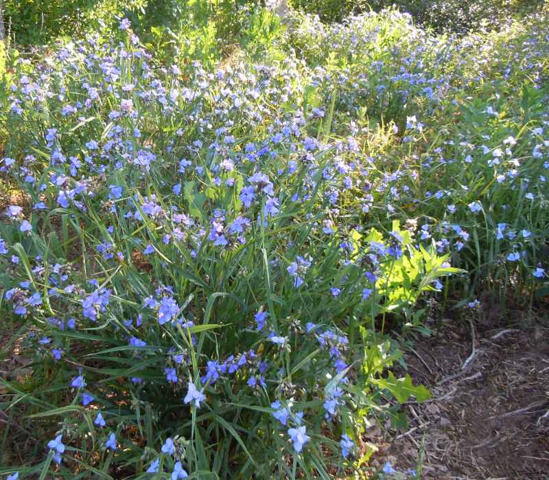 Gardens-In-The-Sand: Wild edibles, a walk around my yard