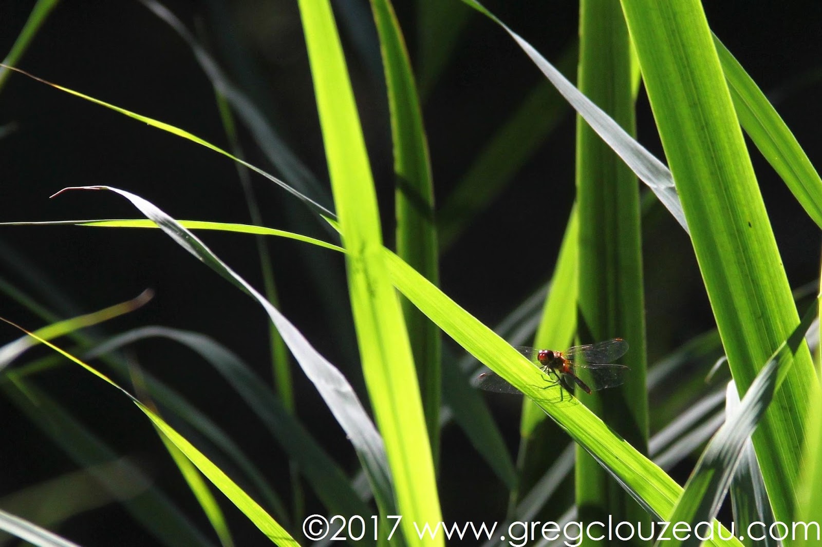Des libellules rouges sang à Fontainebleau ~ FontaineBleau Passion