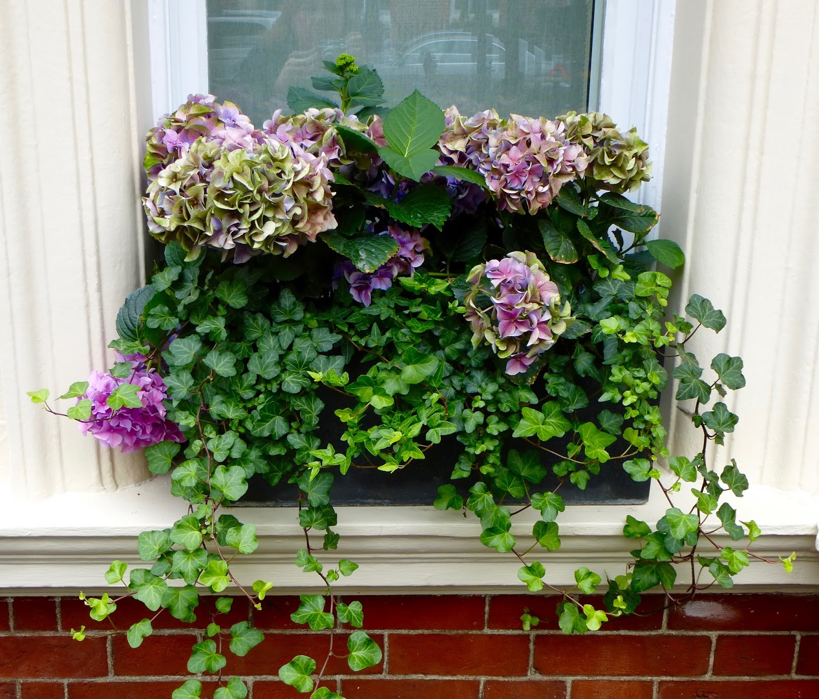 Window boxes of London | The Dirt Diaries