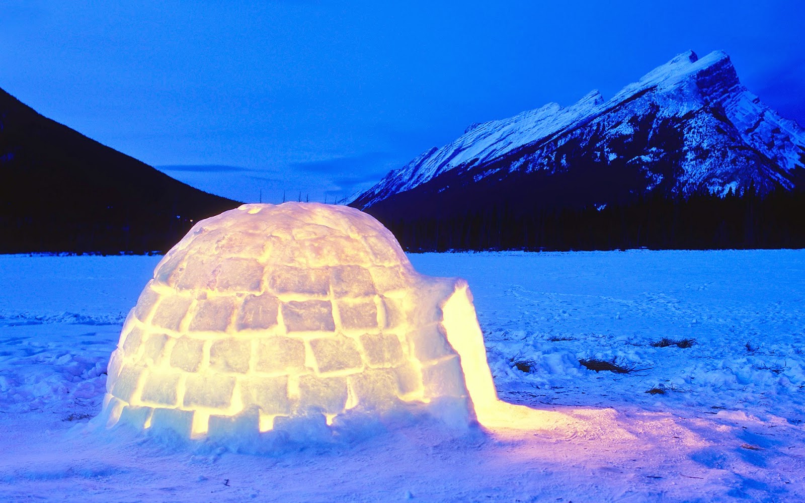 Lone Wolf Concerto: MEANWHILE, BACK AT THE IGLOO........