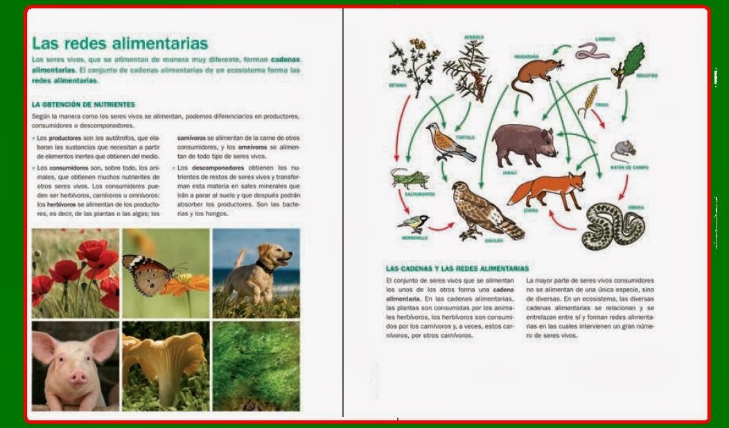 Coleydeporte: REDES ALIMENTARIAS. IDEAS PRINCIPALES Y SECUNDARIAS ...