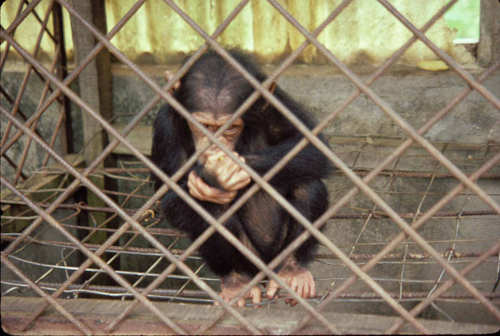 Wildlife Vet, Author, Storyteller: Conservation, chimps and rhinos