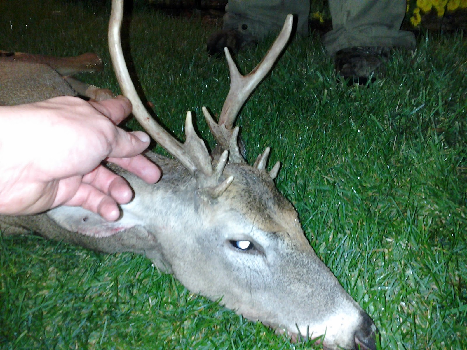 Krack Boy Outdoors: Eleven Point Buck!?!