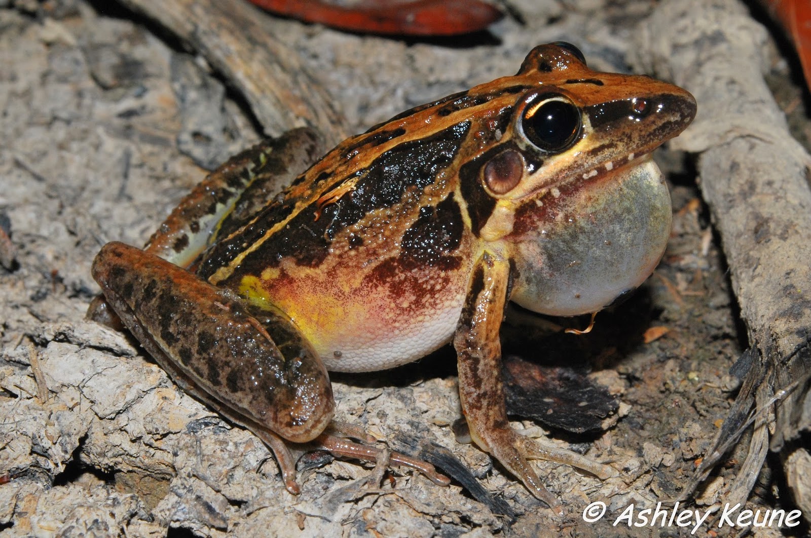 Australian Frogs Photography: KEUNEA PHOTOGRAPHY: November 2013