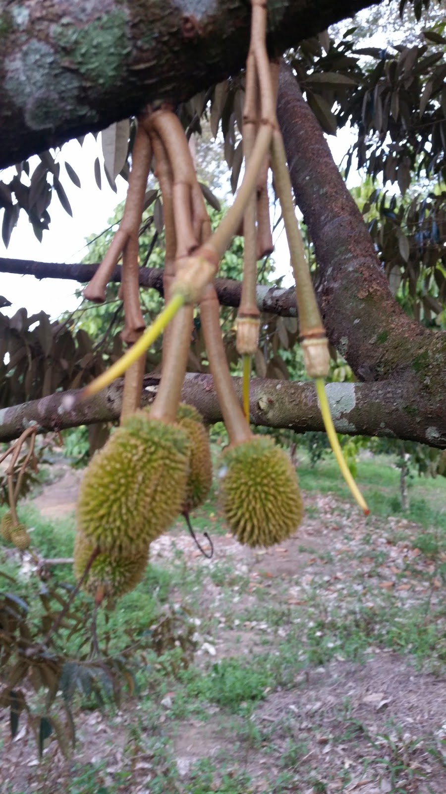 Warisan Petani: Tanaman Durian.