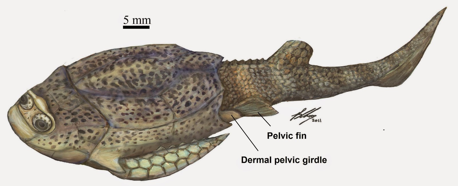 PaleoStories: Le Cronache di Placodermata (CpD). Episodio 3: gli antiarchi