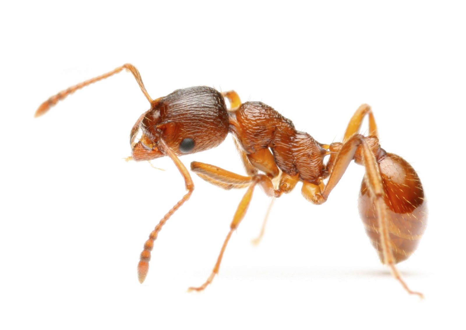 Imagehub: Ant images