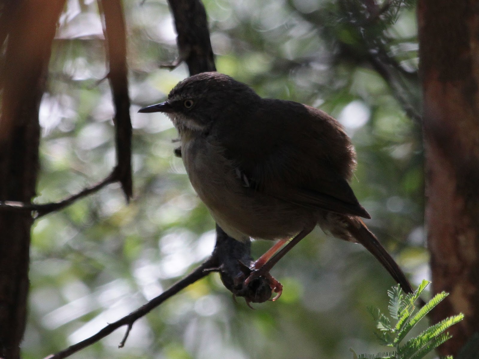 Richard Waring's Birds of Australia: Victorian birds - Lorikeets ...