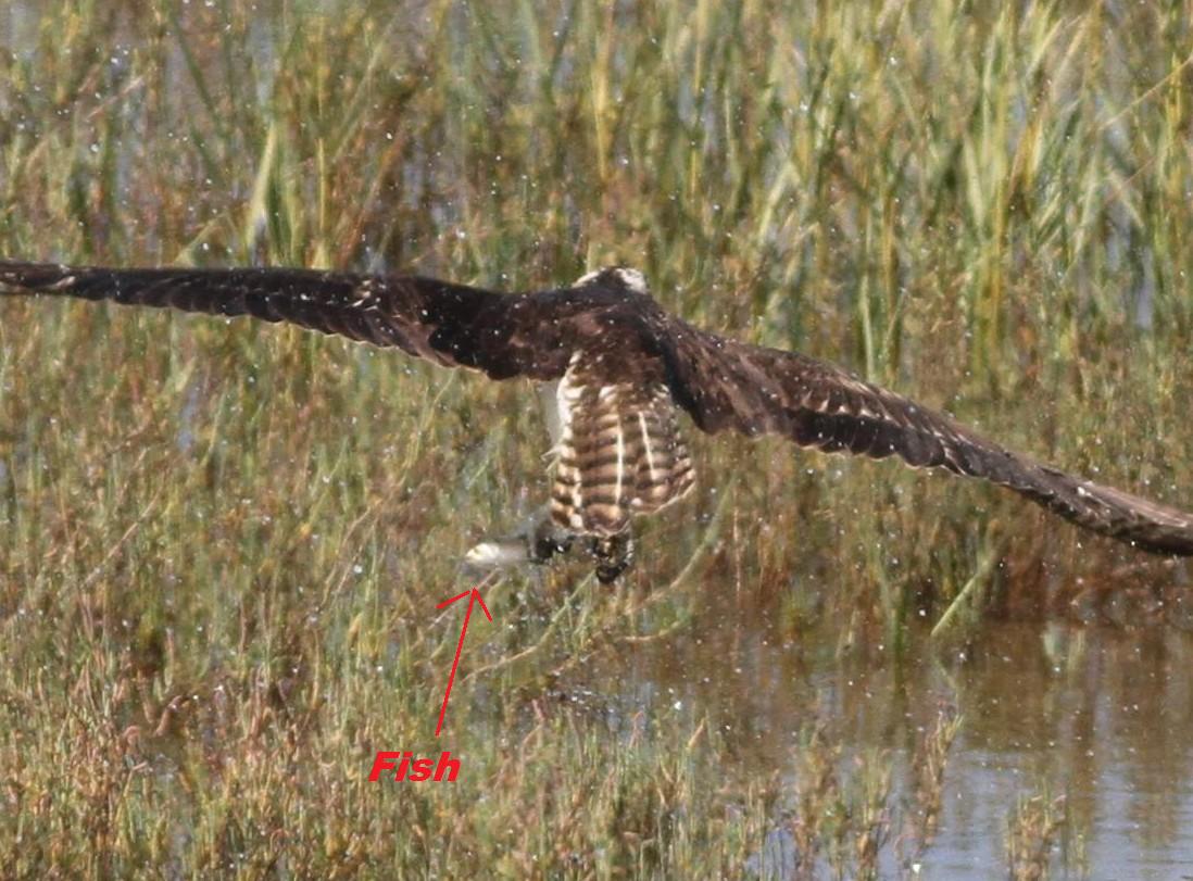 Jo's Morning Walk: Loggerhead Shrike Hunting, Osprey Fishing