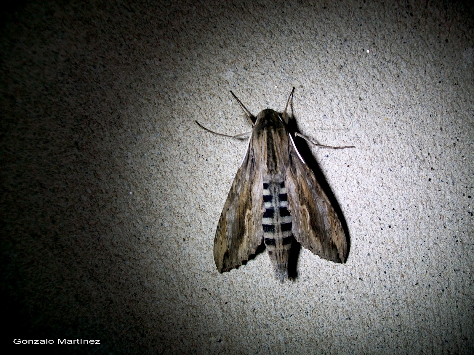 Photography-Fotografía: Insectos - Insects