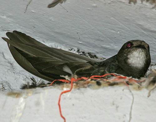 Little swift photos | Birds of India | Bird World