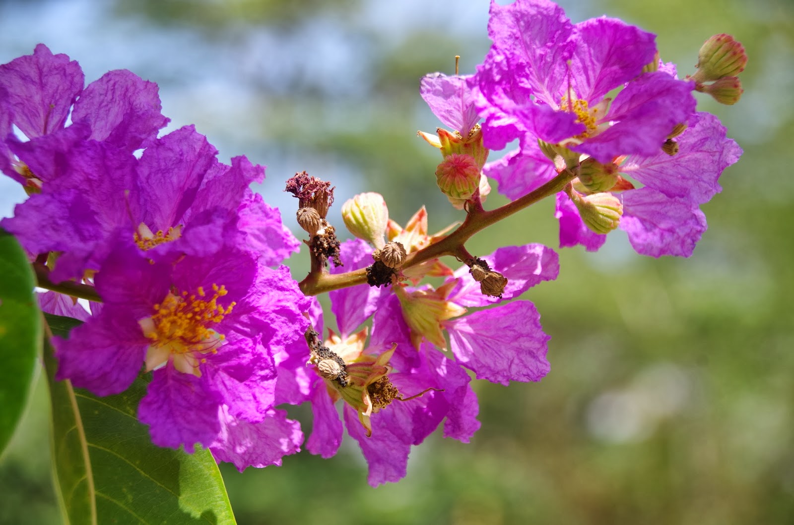 Trees and Plants: Queen Crape Myrtle (Lagerstroemia Speciosa)