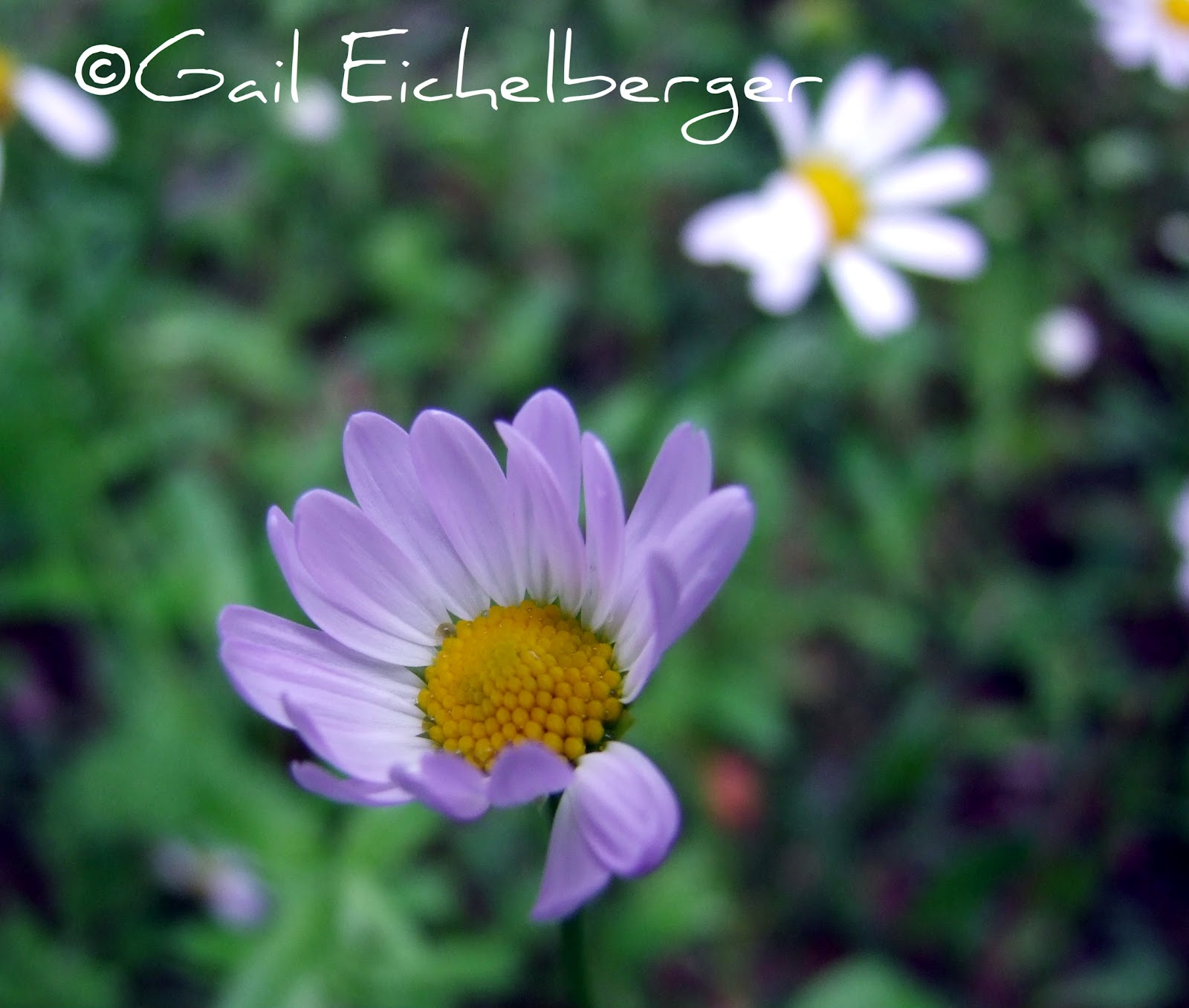 clay and limestone: Wildflower Wednesday: Entireleaf Western Daisy
