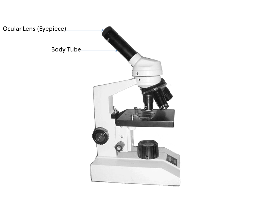 Mrs. Conner's Science Place: Microscope Parts