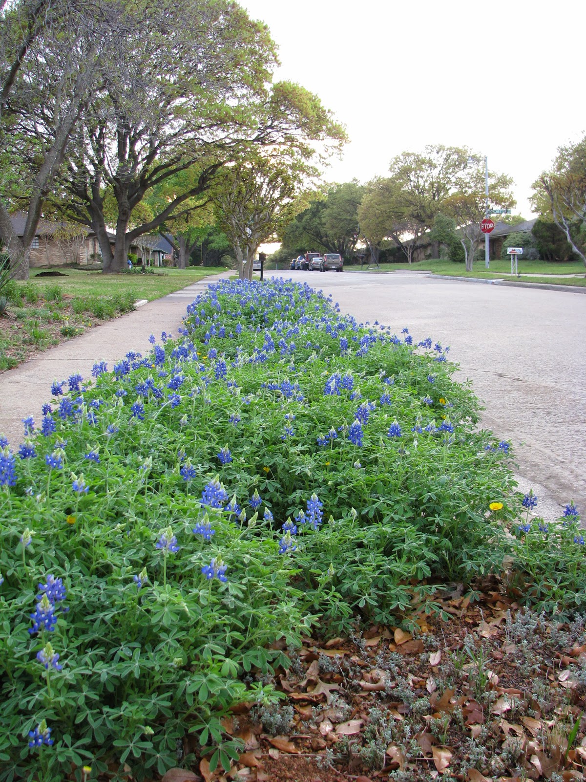 Plano Prairie Garden: Bluebonnet Time