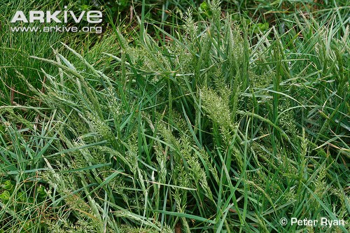 Laberinto en extinción: Hierba torcida (Agrostis trachychlaena)