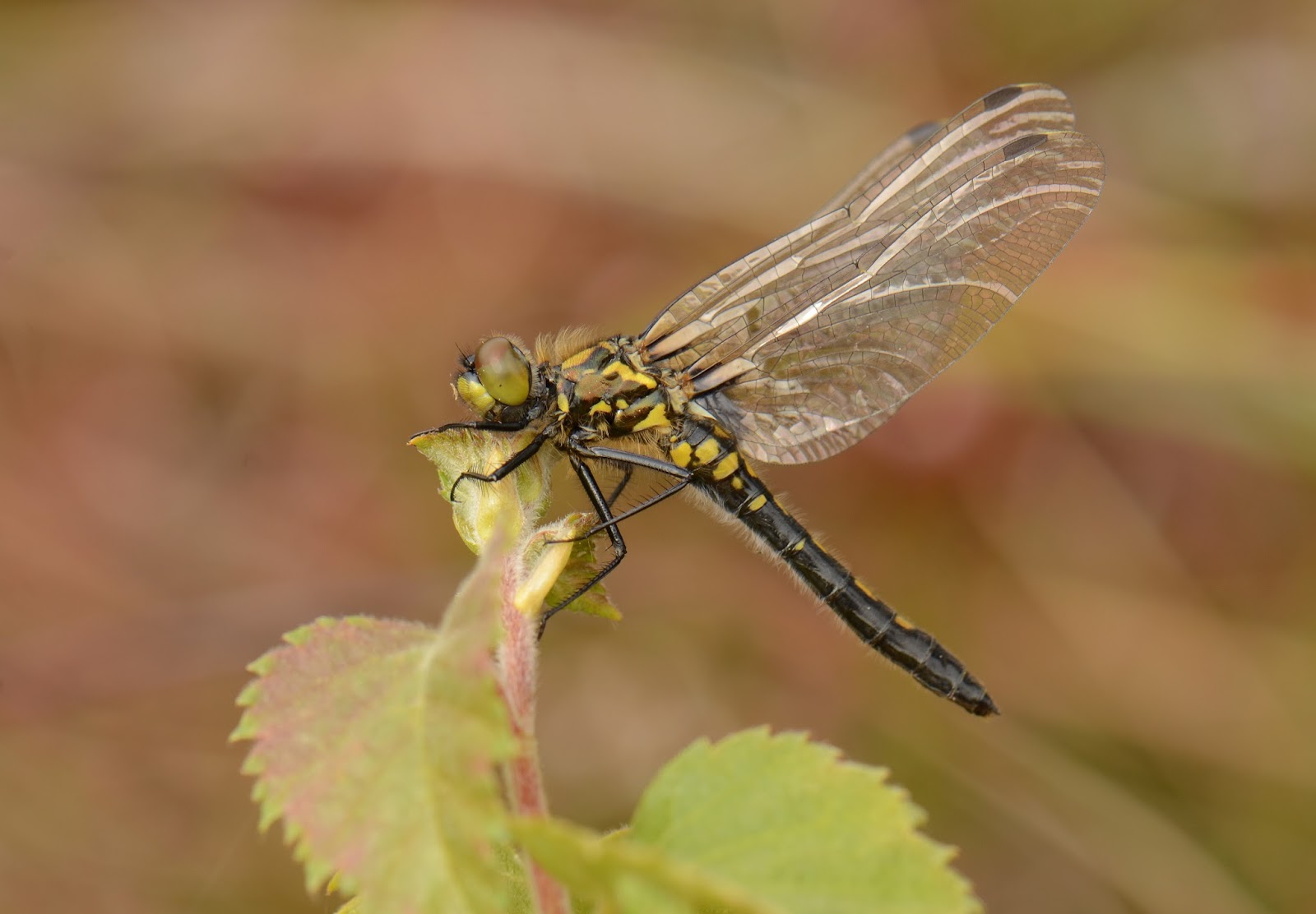 Bird and Bug Diaries...: Chartley Moss NNR