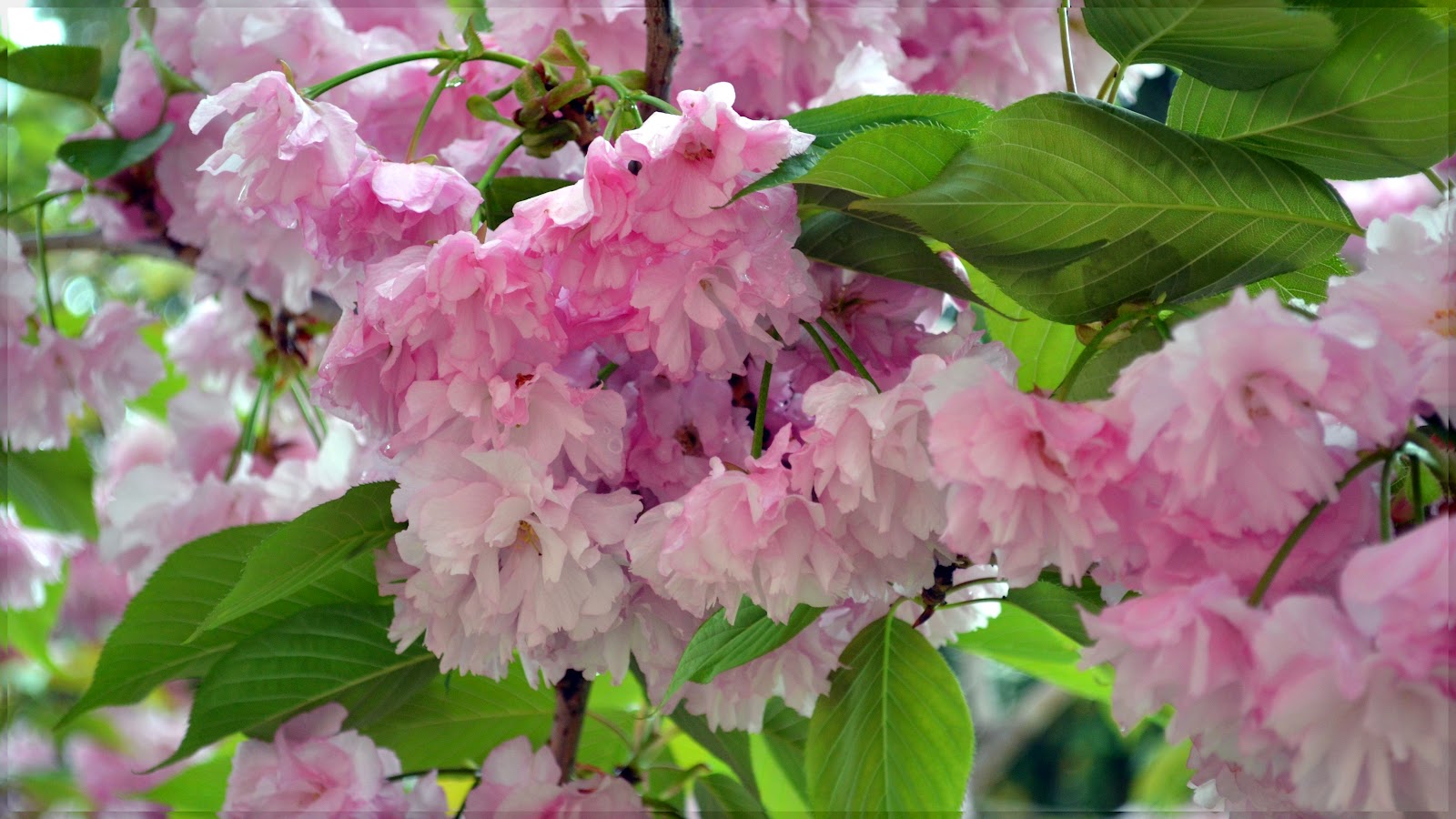 Jurnal de gradina: Ciresii infloriti din Zadar