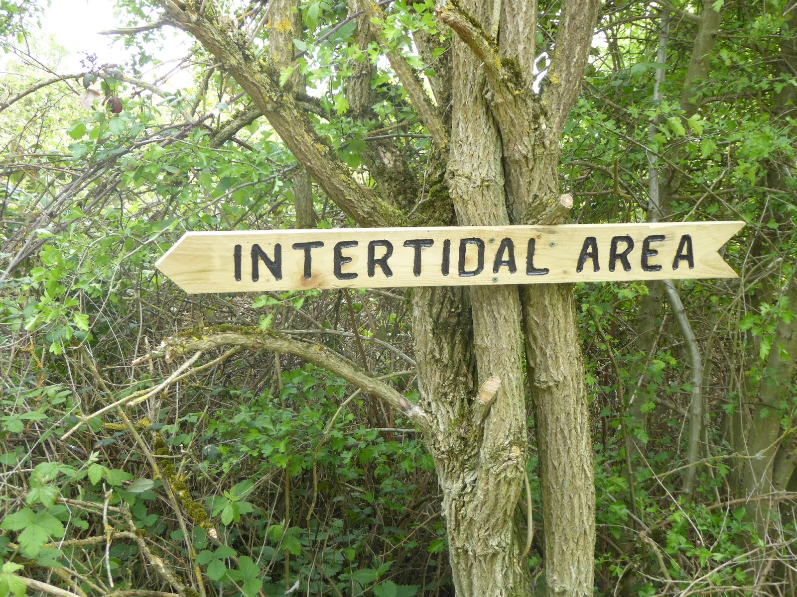 Wild and Wonderful: And a Nightingale sang... at Fingringhoe