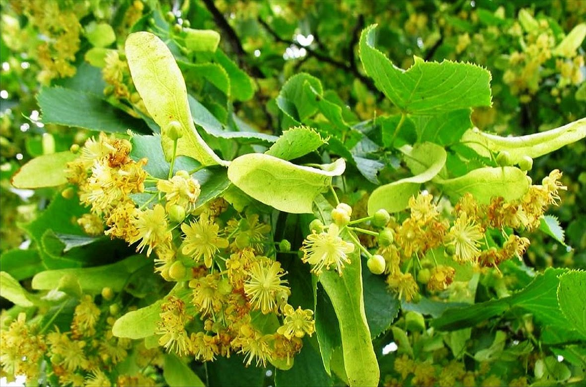 Medicina naturii: Arbori