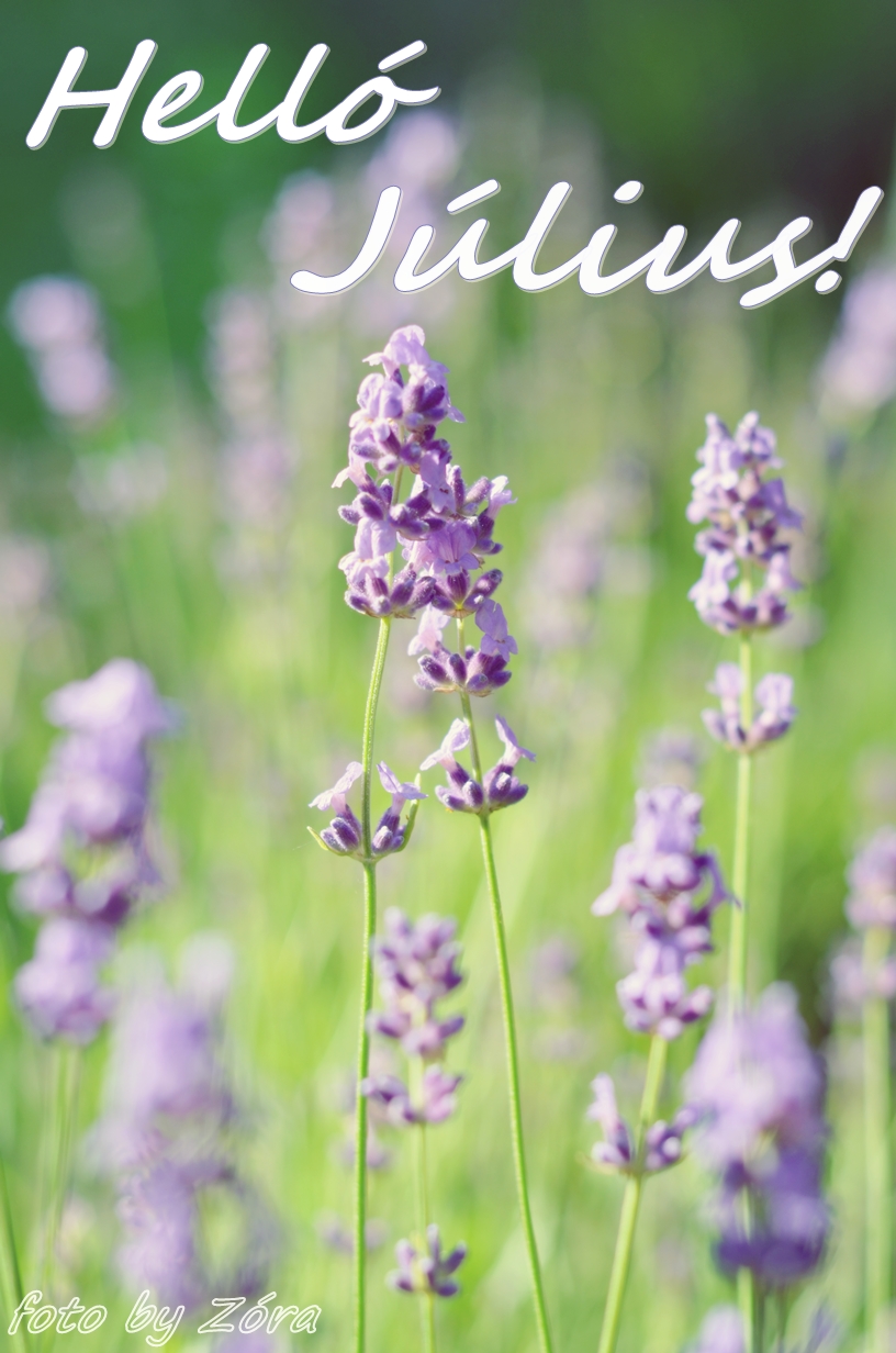 Zóra praktikái blog: Helló Július!
