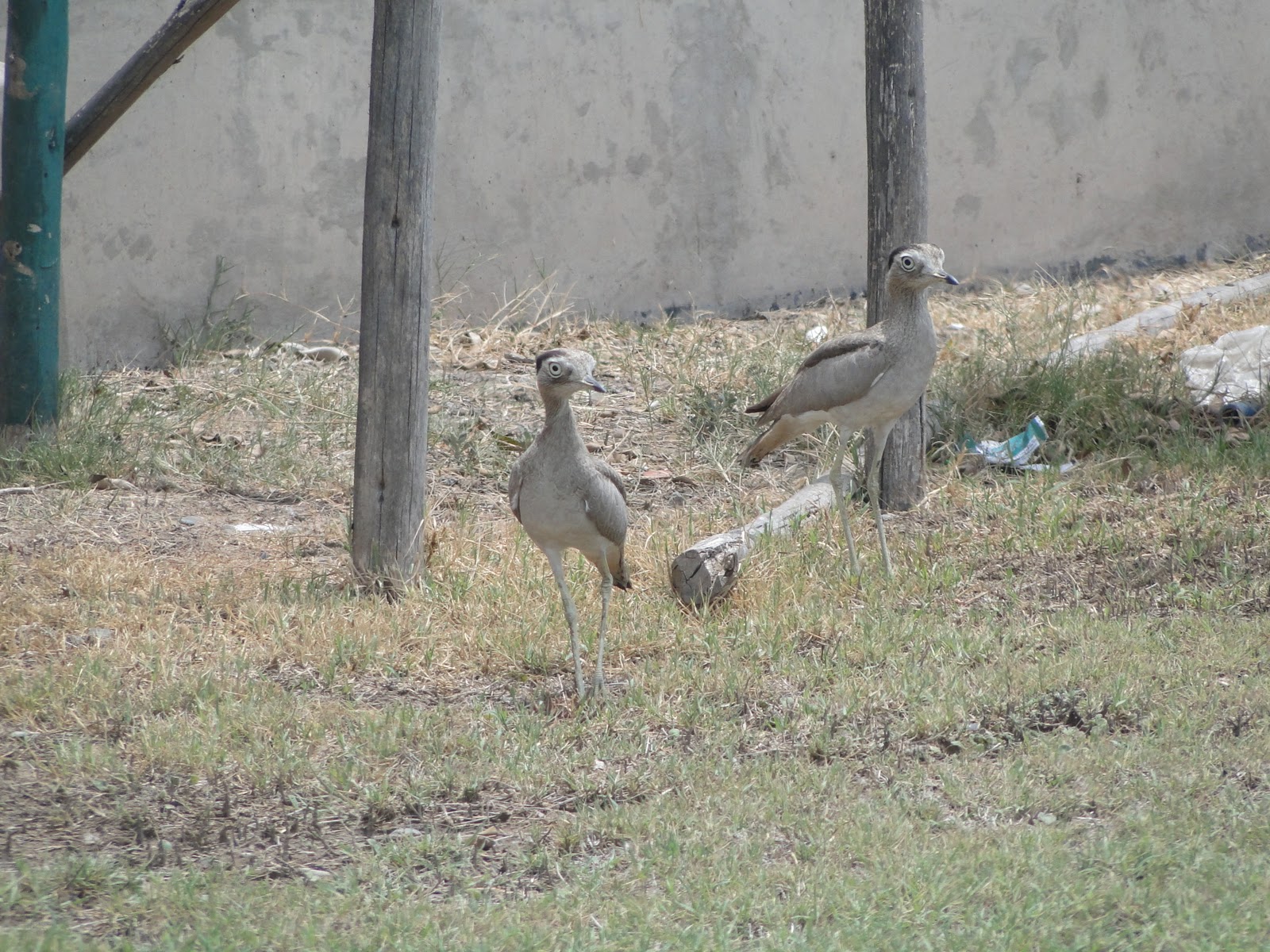 Aves del SM: HUEREQUEQUE