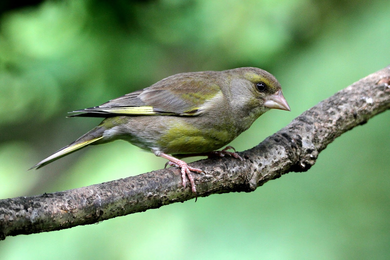 TrogTrogBlog: Summer greenfinches
