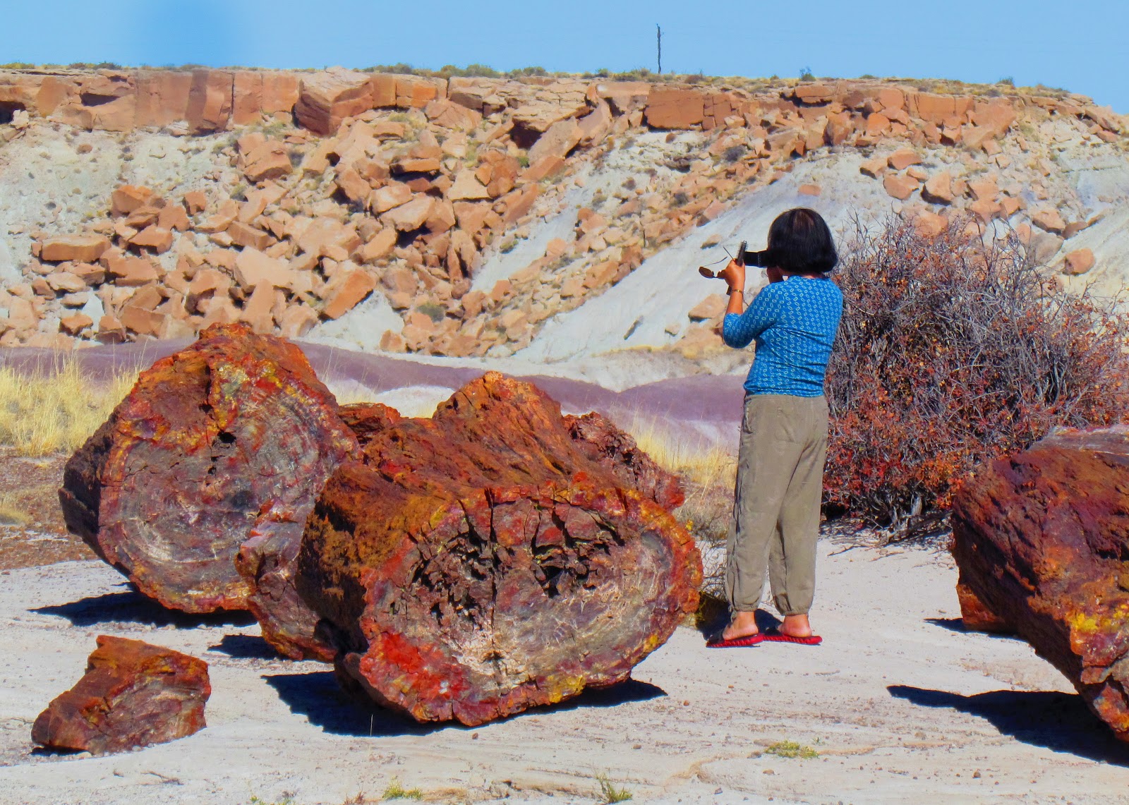 Adventures of a Vagabond Volunteer: Rainbow Trees of the Petrified Forest