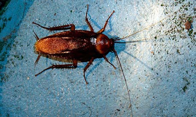 For the Path Of The Cockroach | london ontario pest control