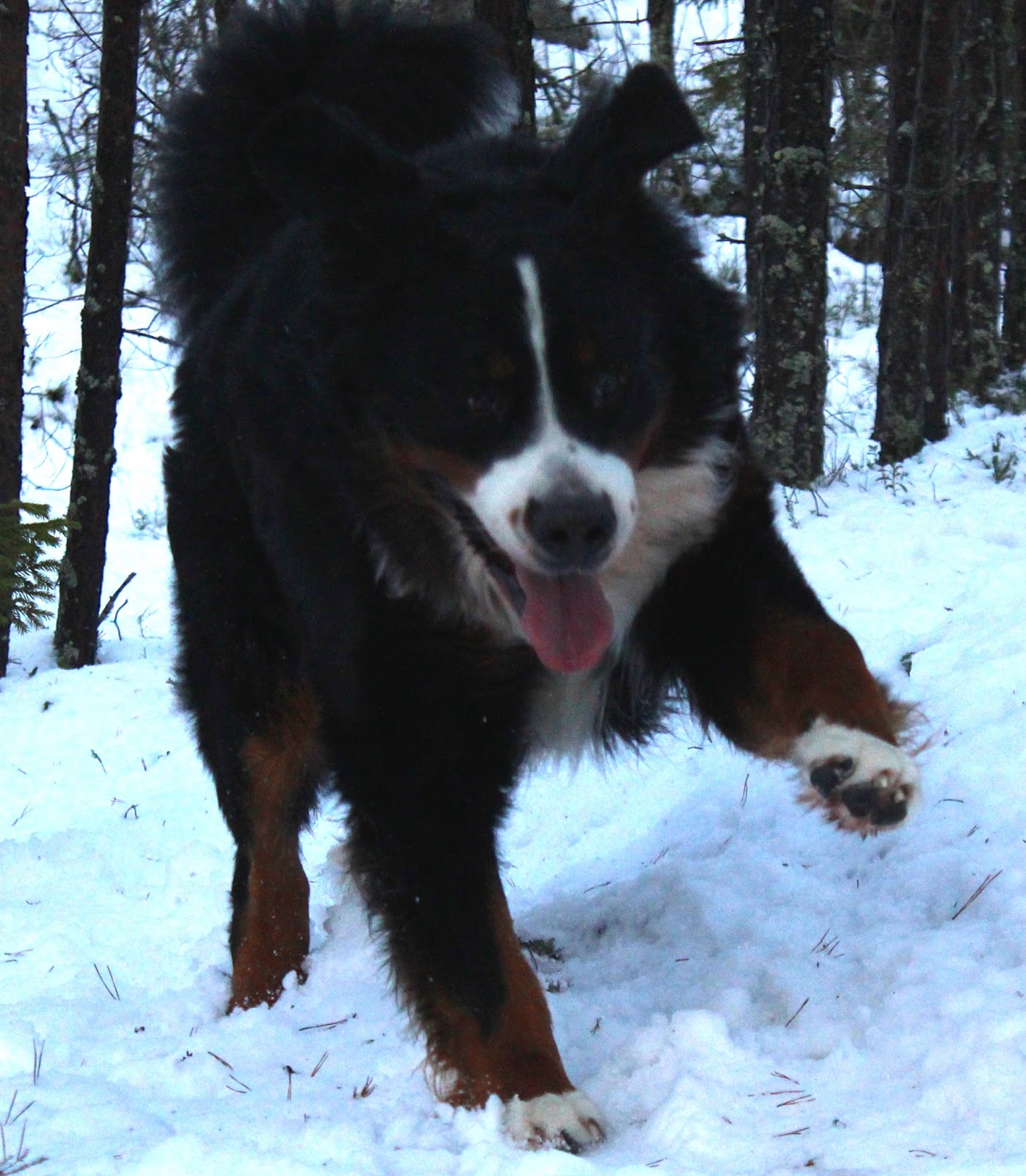 Have an Ice day : Berninpaimenkoira