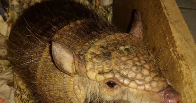 ANPP Animales y Plantas de Perú: Quirquincho Andino - Chaetophractus ...