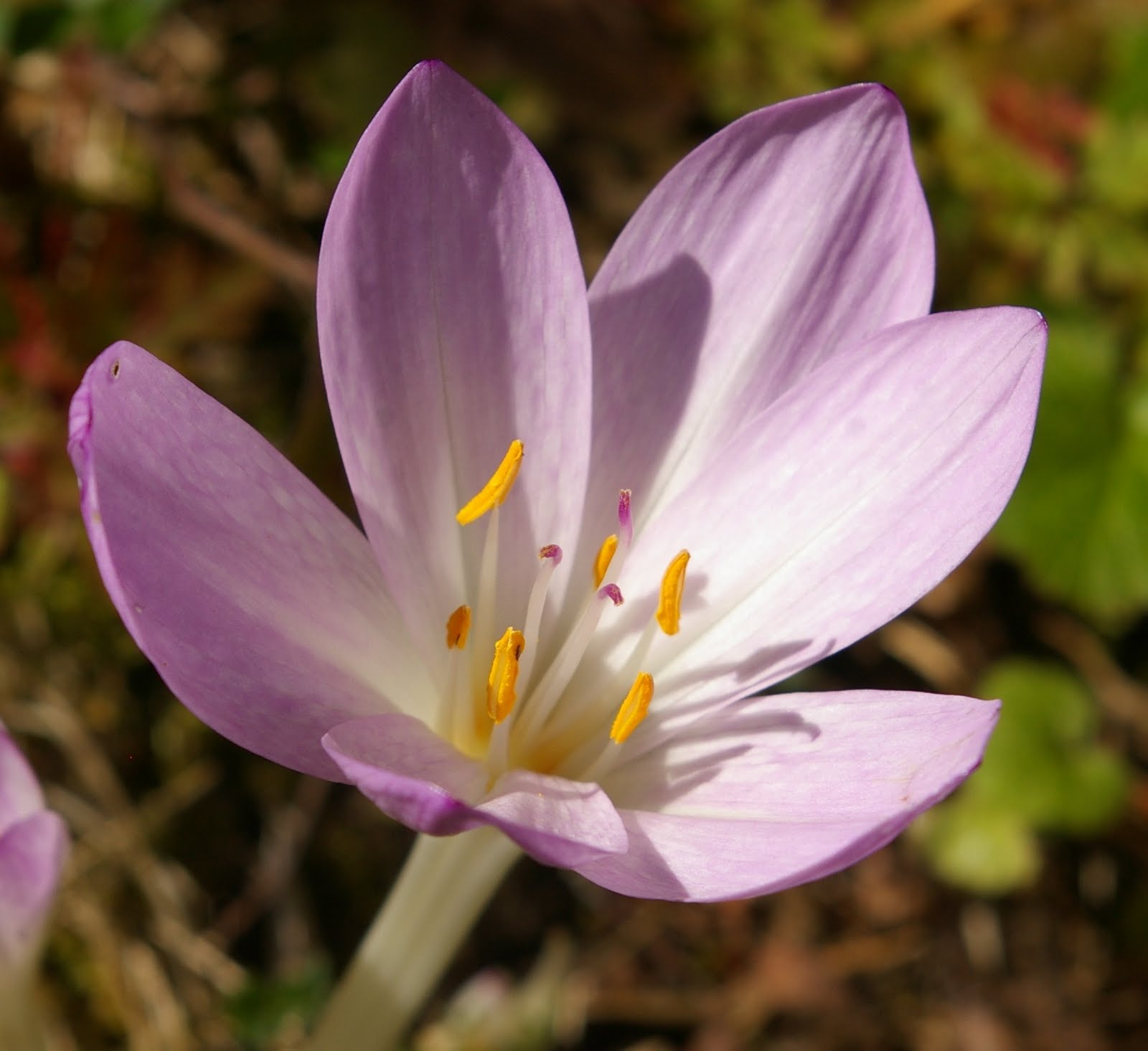 John Grimshaw's Garden Diary: Some early colchicums