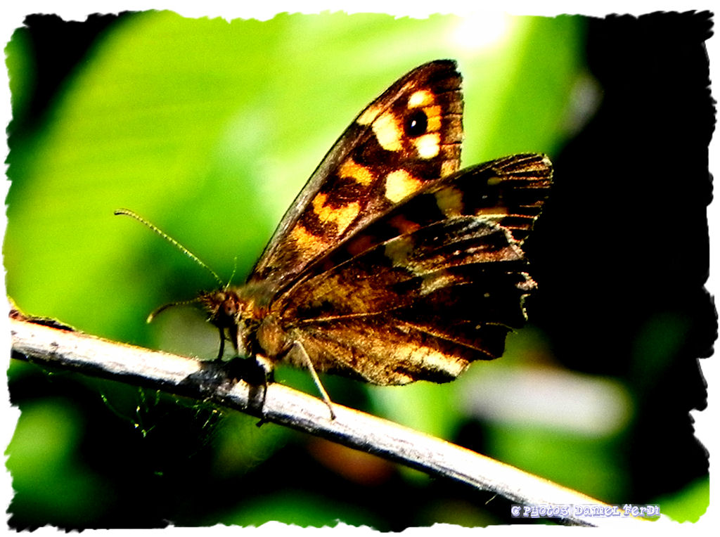 Chez Madeleine: Papillon