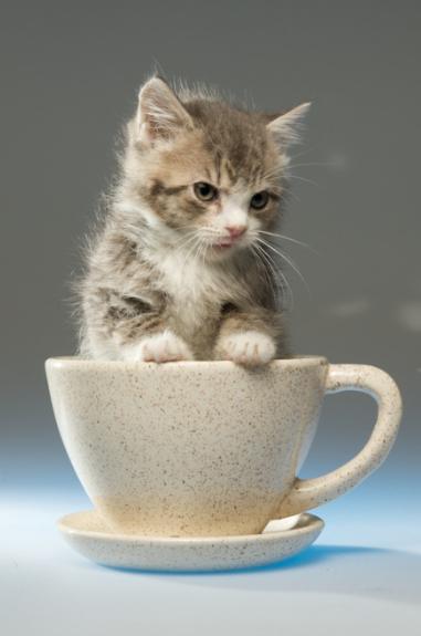 23 Adorable baby animals in cups | Amazing Creatures