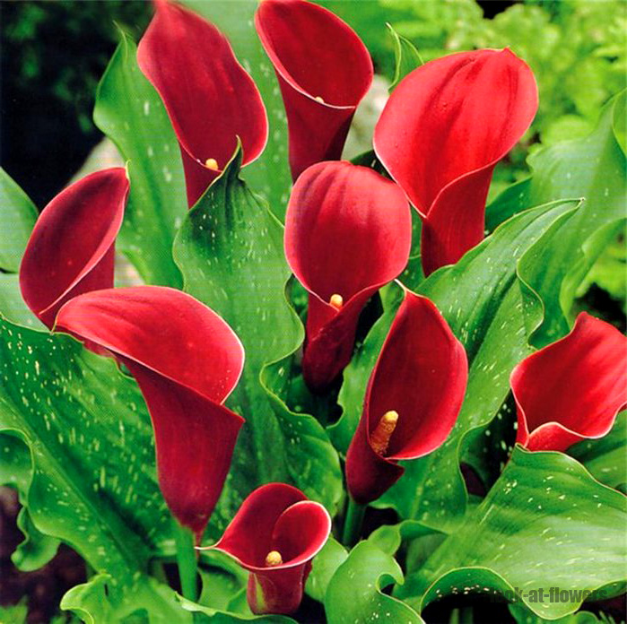 Calla flowers|Pictures of flowers