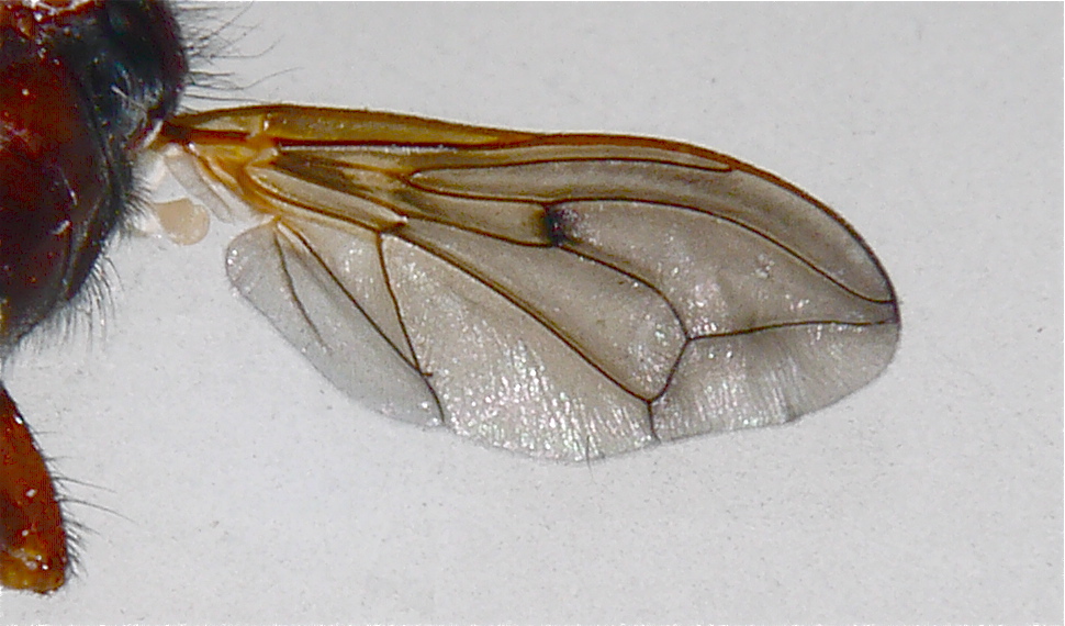 Northwest Norfolk Naturalists: Myopa testacea - a new conopid for the patch